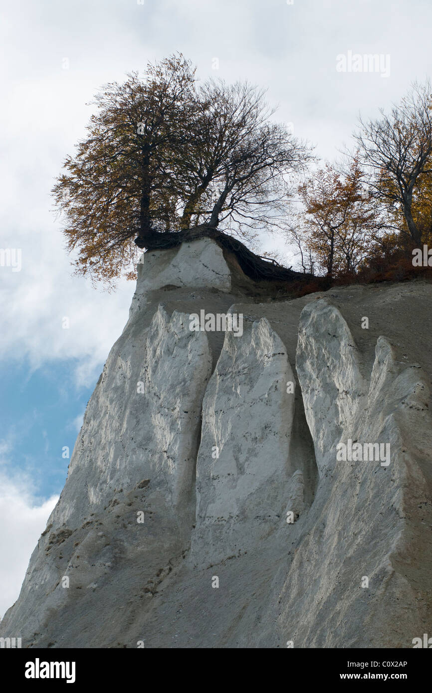 Møns Klint, a beautiful white chalk cliff with hardwood on top, shot in ...