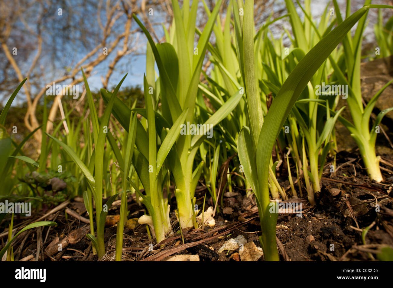 lily leaves new growth in spring time grown for the structure Stock ...