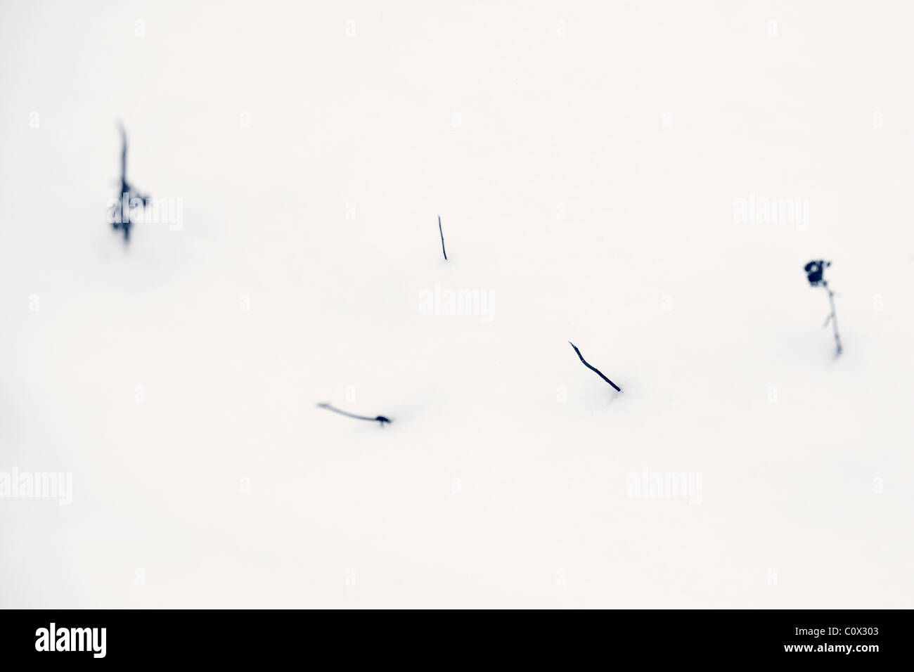 5 twigs in snow Stock Photo - Alamy