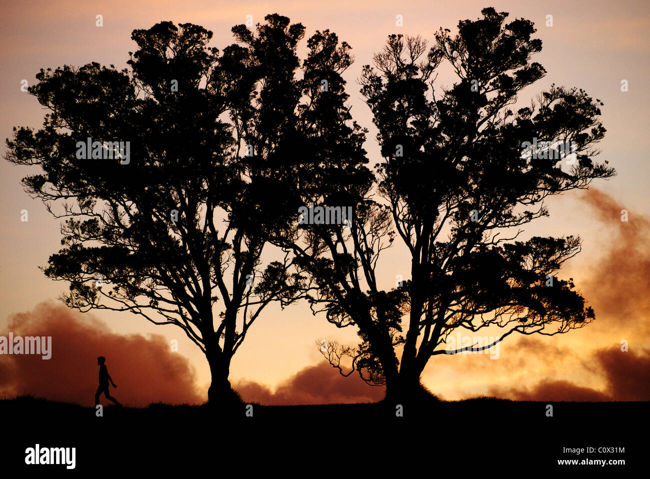 A boy walks past two trees as the sun begins to set Stock Photo - Alamy