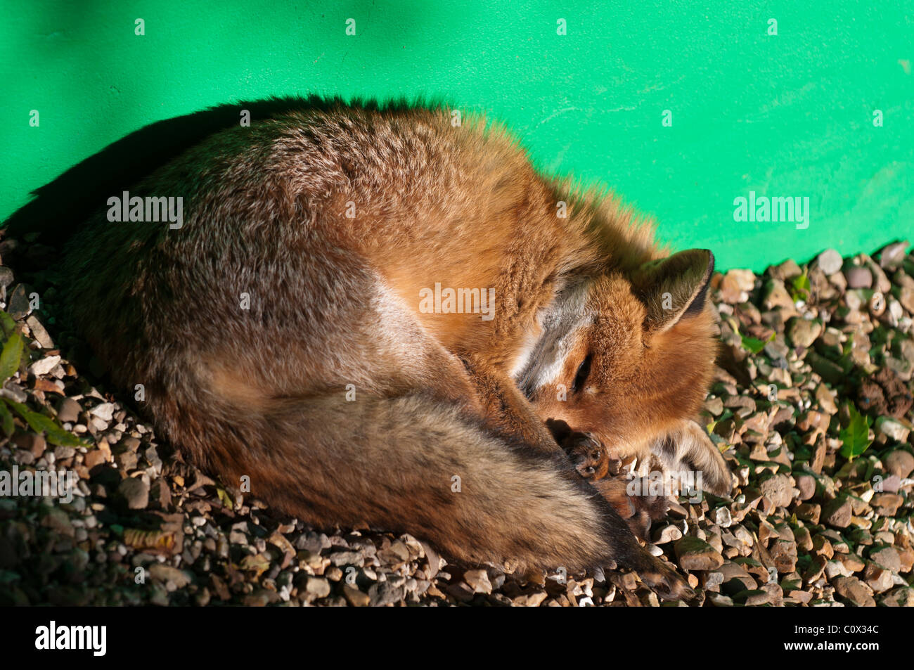 Red fox (vulpes vulpes) asleep in pen Stock Photo - Alamy