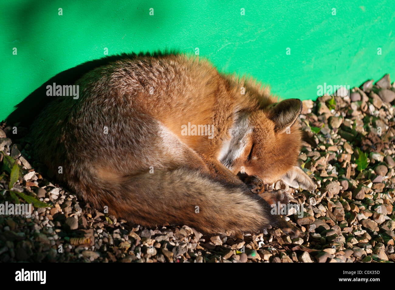 Red fox (vulpes vulpes) asleep in pen Stock Photo - Alamy