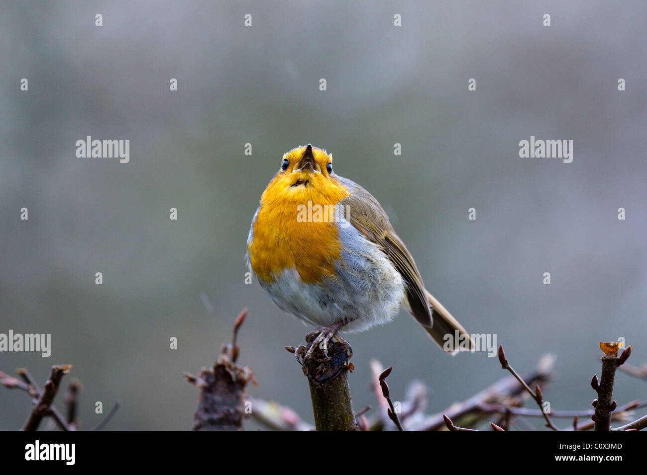 Robin in cold winter Stock Photo - Alamy