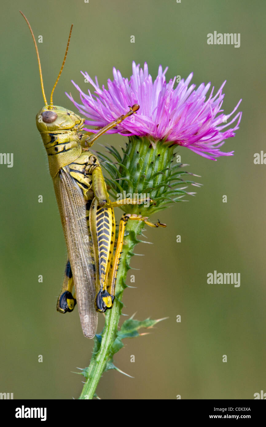 Differential Grasshopper Melanoplus differentialis on Swamp Thistle ...