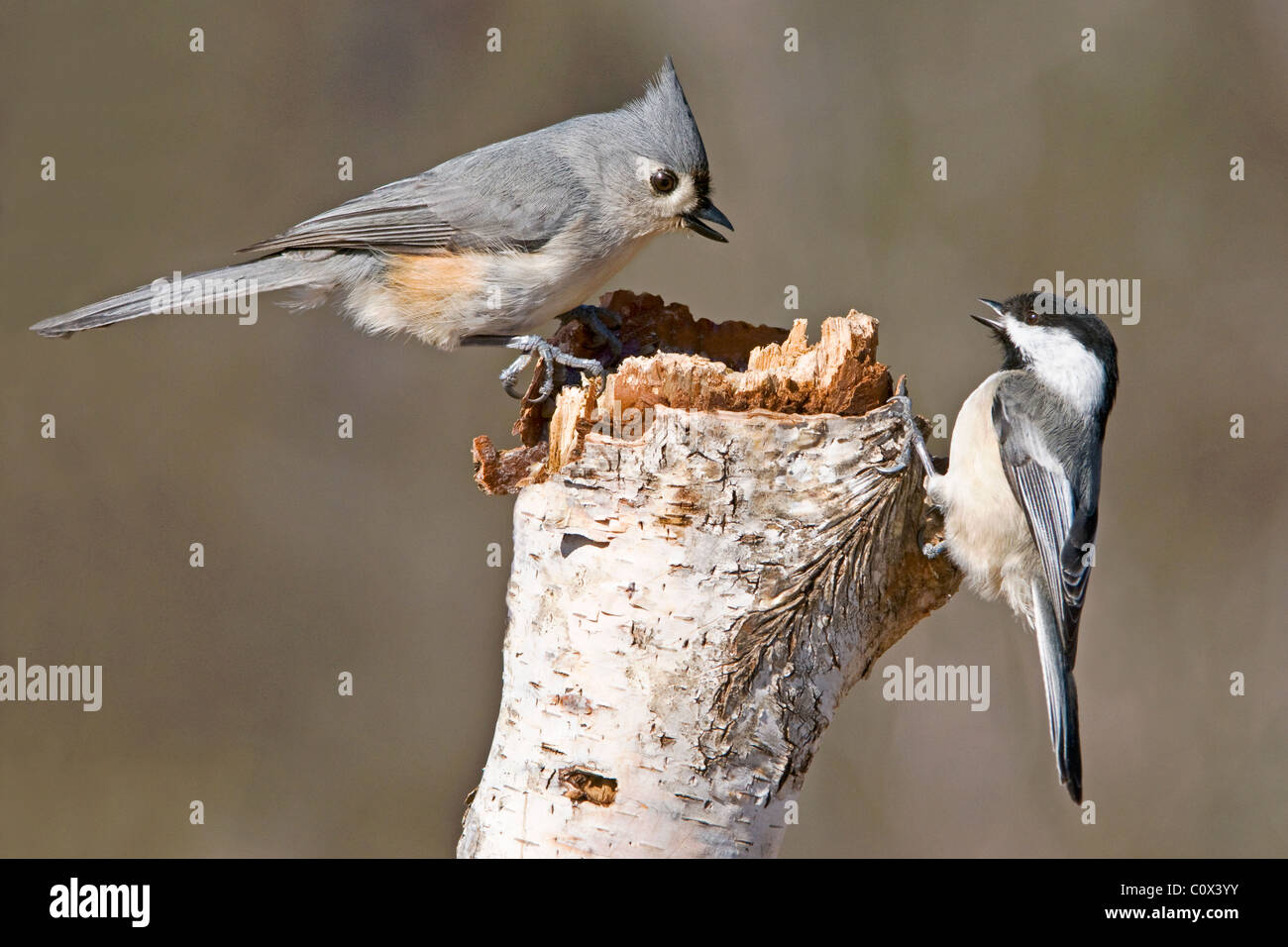 Black-capped Chickadee Parus atricapillus & Tufted Titmouse Baeolophus ...