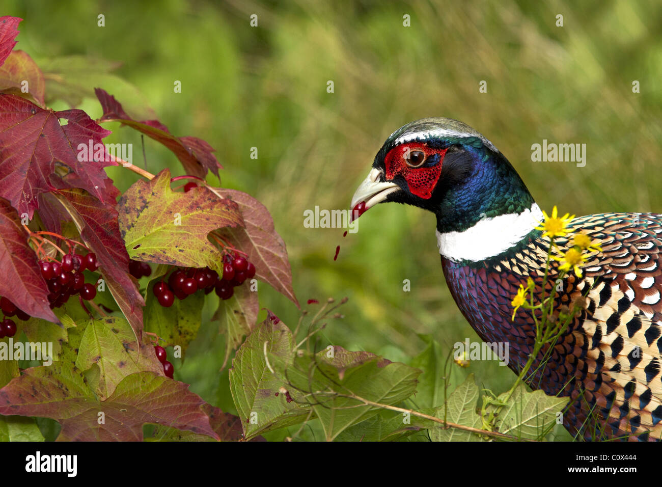 Pheasant berry hi-res stock photography and images - Alamy