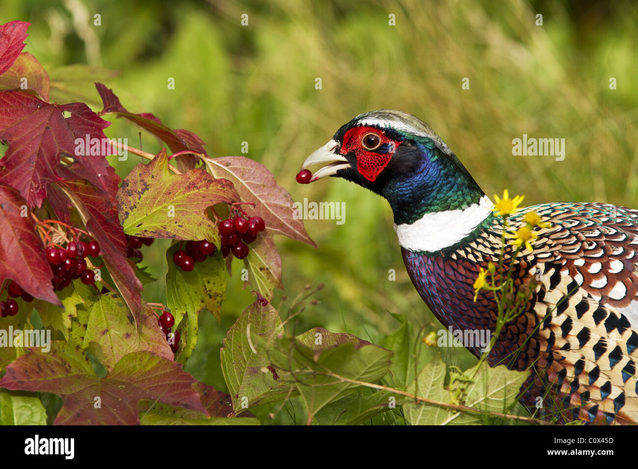 Pheasant berry hi-res stock photography and images - Alamy