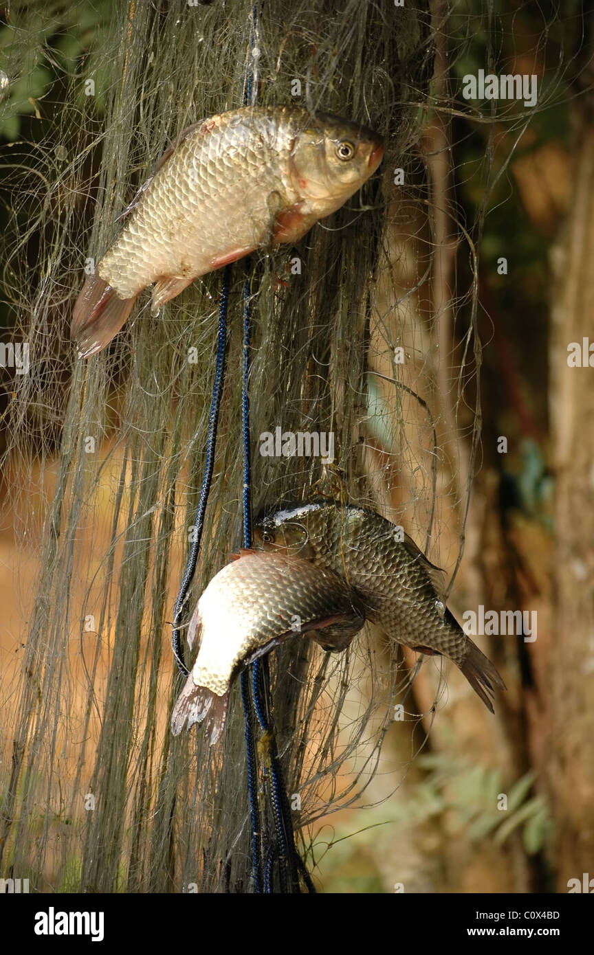 fishnet with fish hanging outside Stock Photo - Alamy