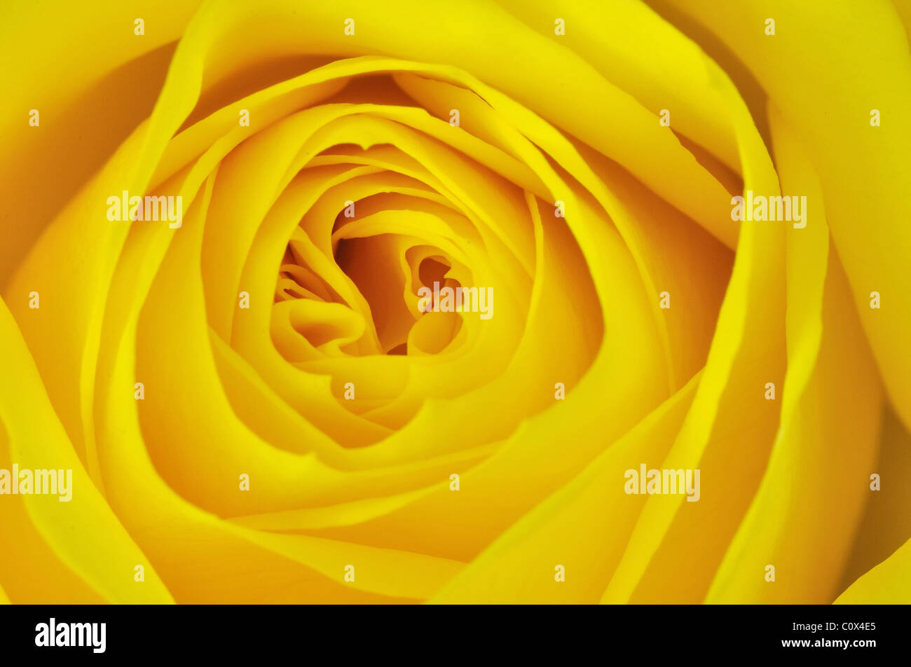 Yellow Rose close-up Stock Photo - Alamy