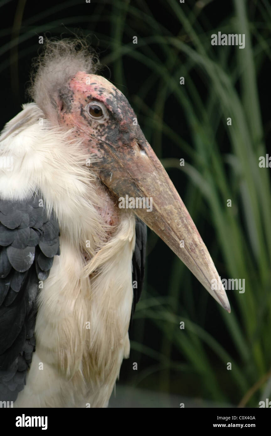 Portrait of the Marabou stork bird Stock Photo - Alamy