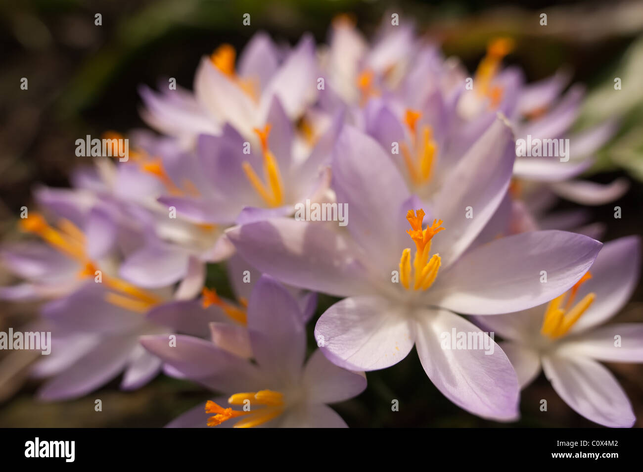 Crocuses opening up between showers on an early Spring day Stock Photo ...