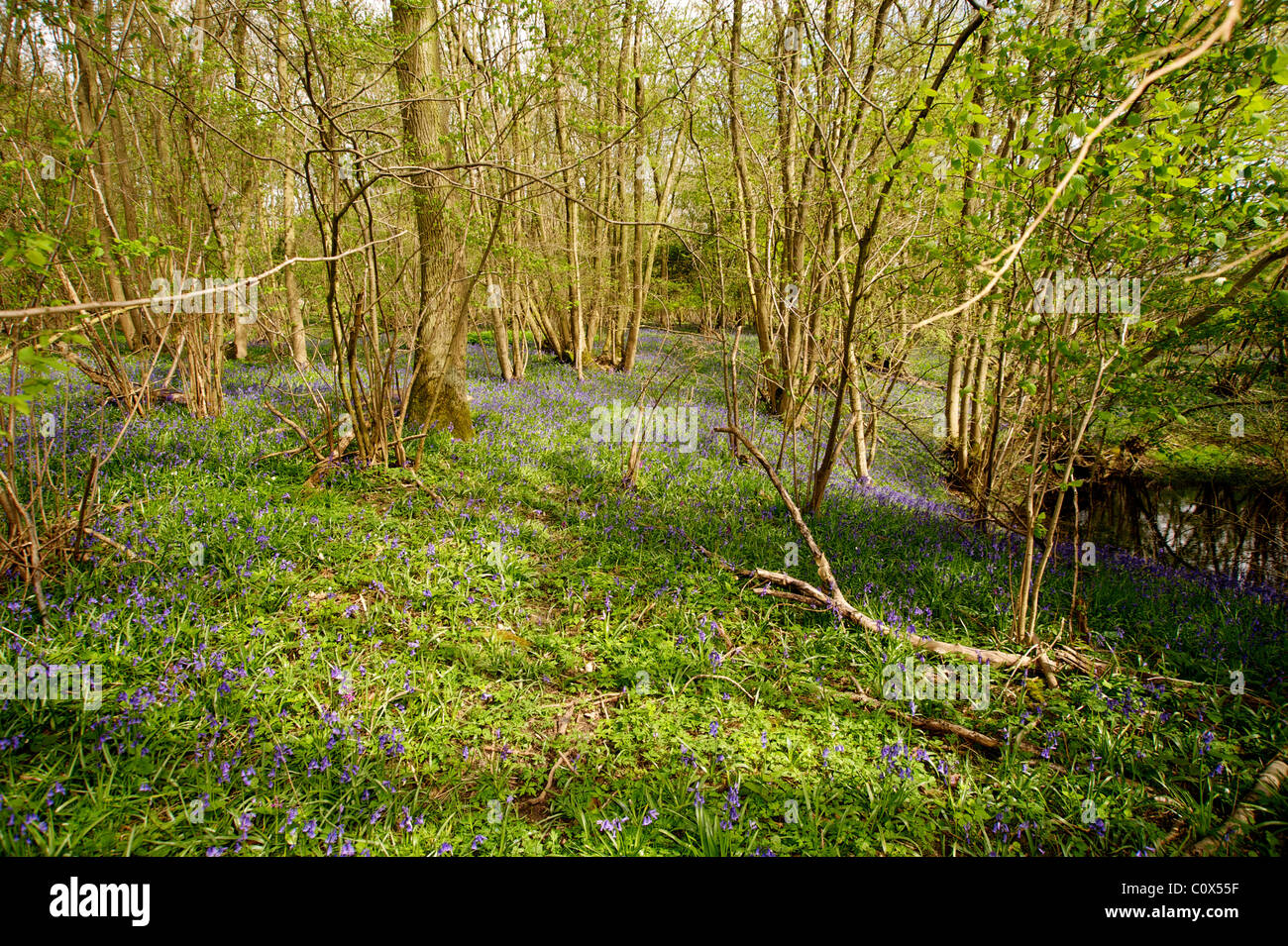 Wortham, Suffolk. Bluebell Woods in Suffolk Stock Photo - Alamy