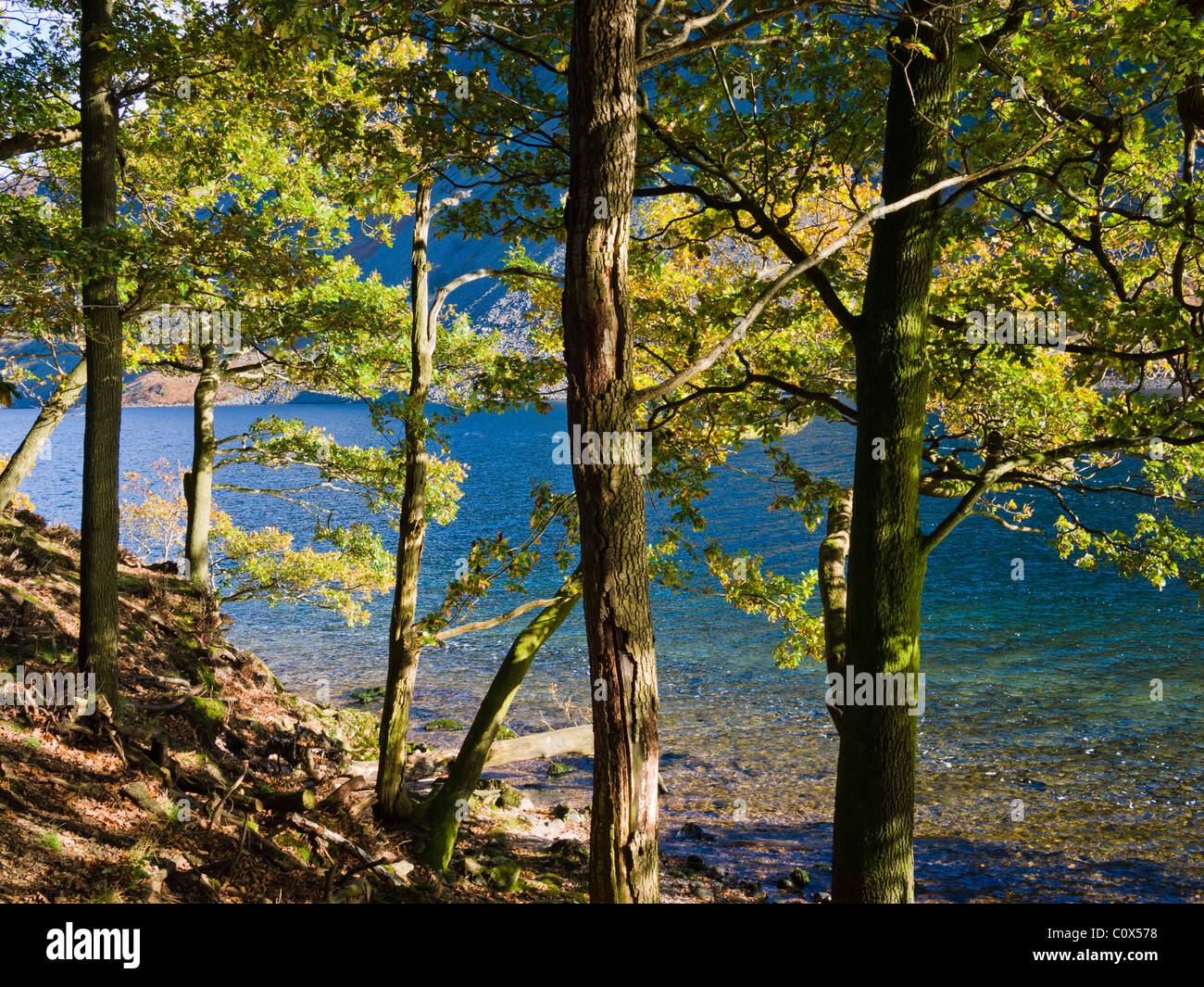 Edge oak hi-res stock photography and images - Alamy