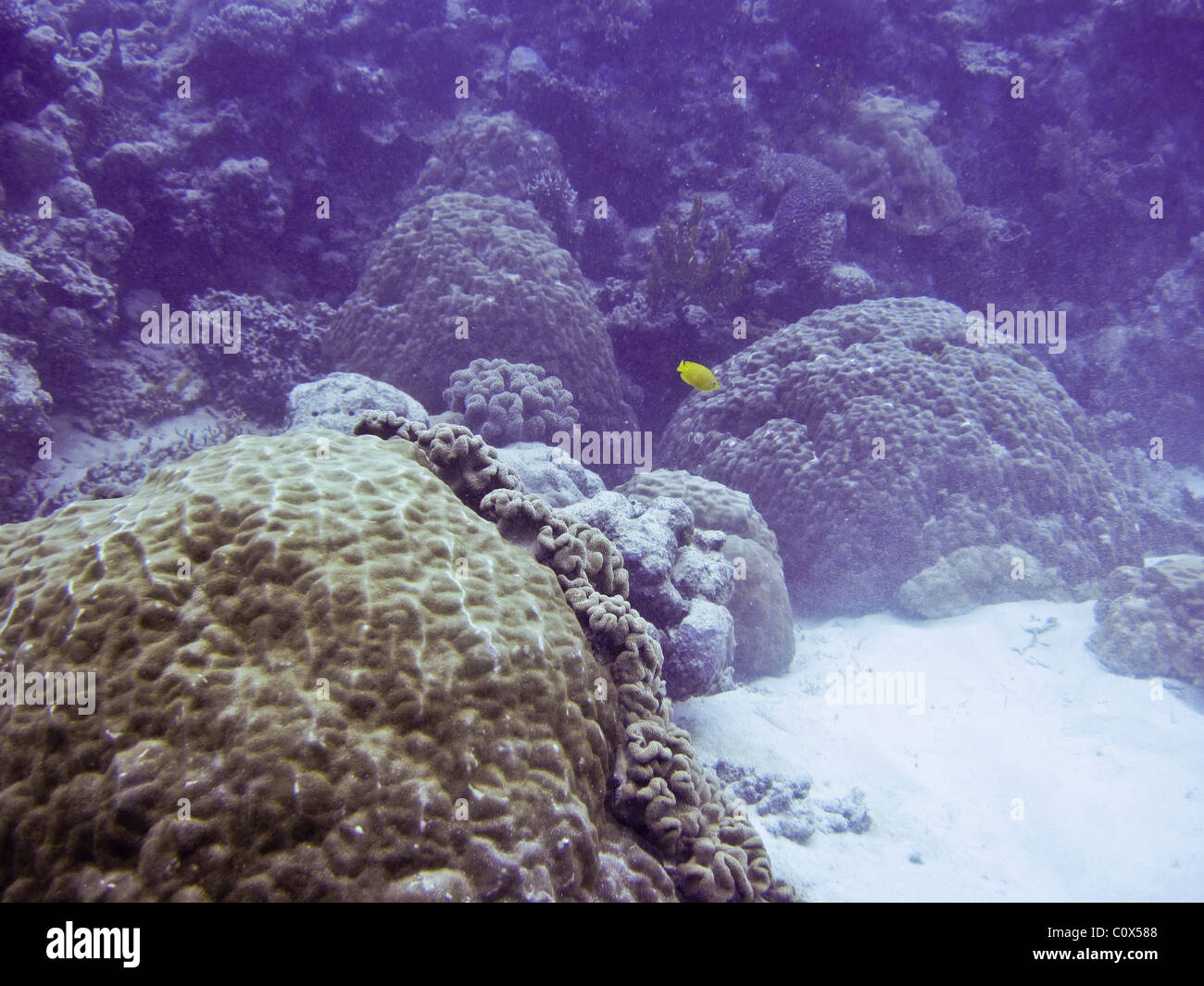 Coral bleaching great barrier reef hi-res stock photography and images ...