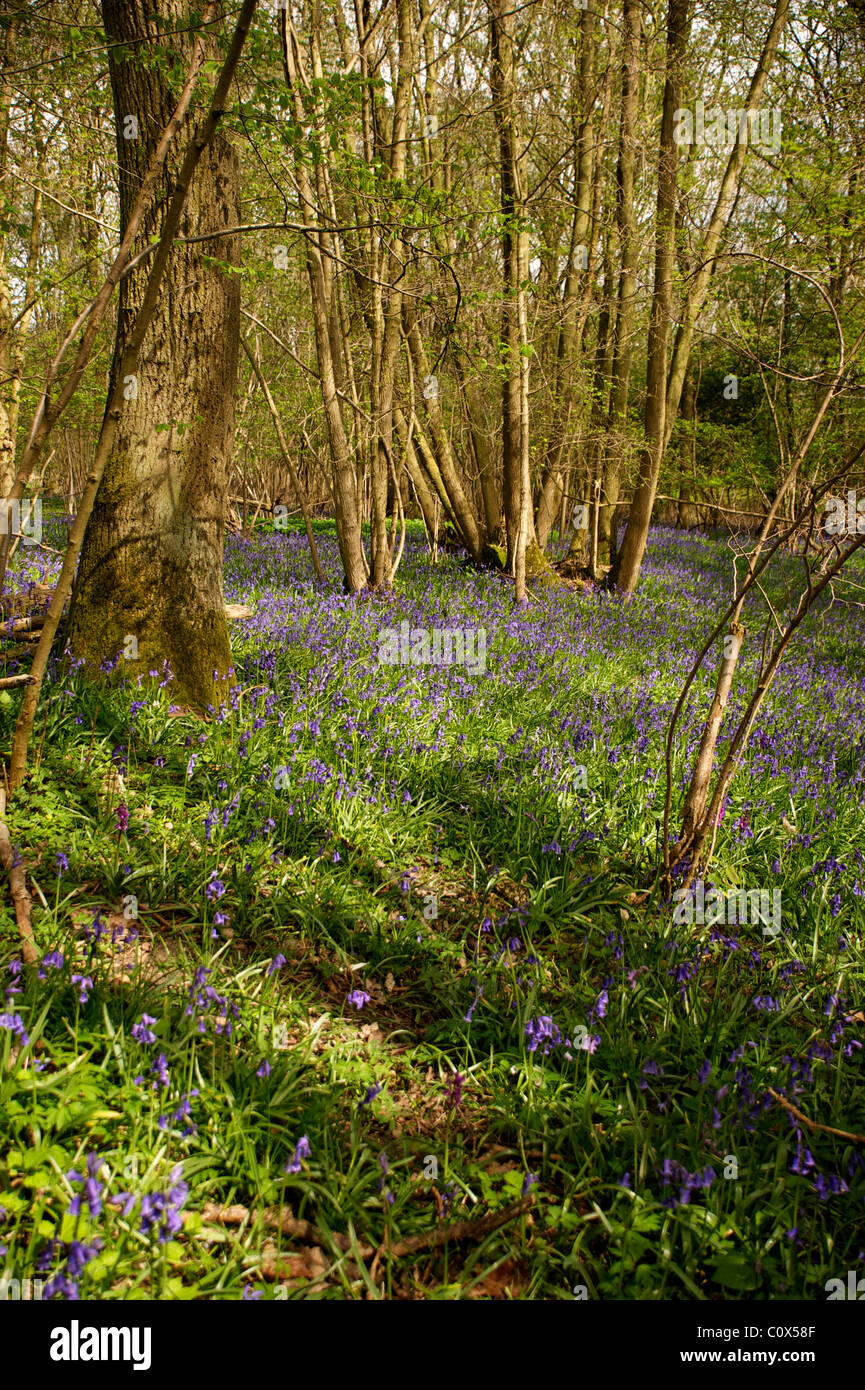 Wortham, Suffolk. Bluebell Woods in Suffolk Stock Photo - Alamy
