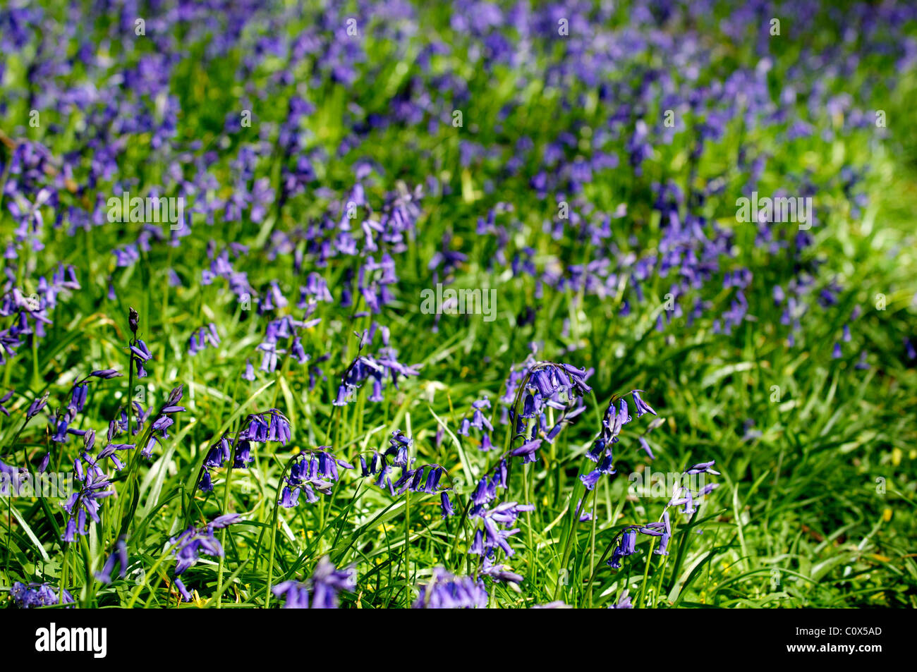 Wortham, Suffolk. Bluebell Woods in Suffolk Stock Photo - Alamy