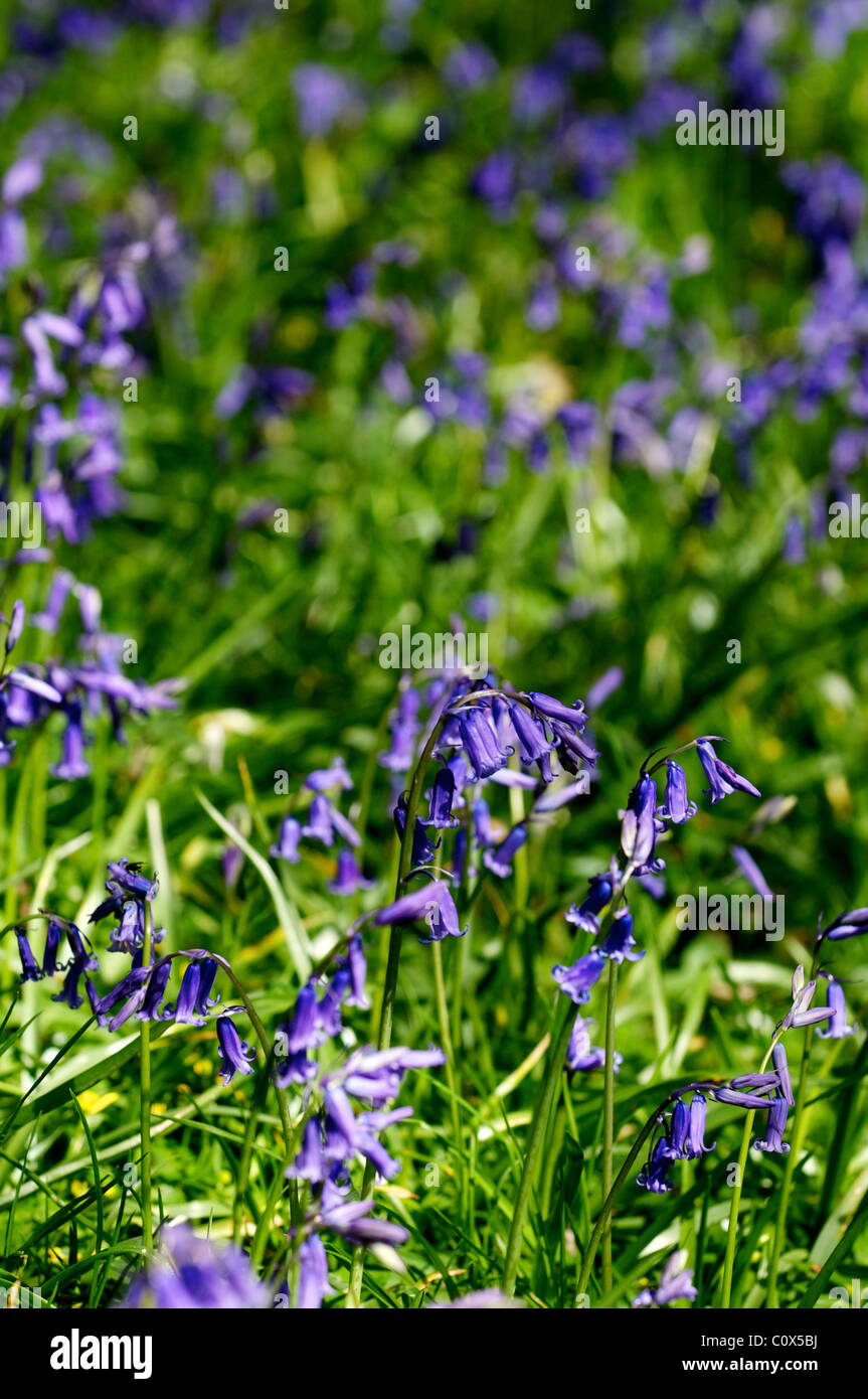 Wortham, Suffolk. Bluebell Woods in Suffolk Stock Photo - Alamy