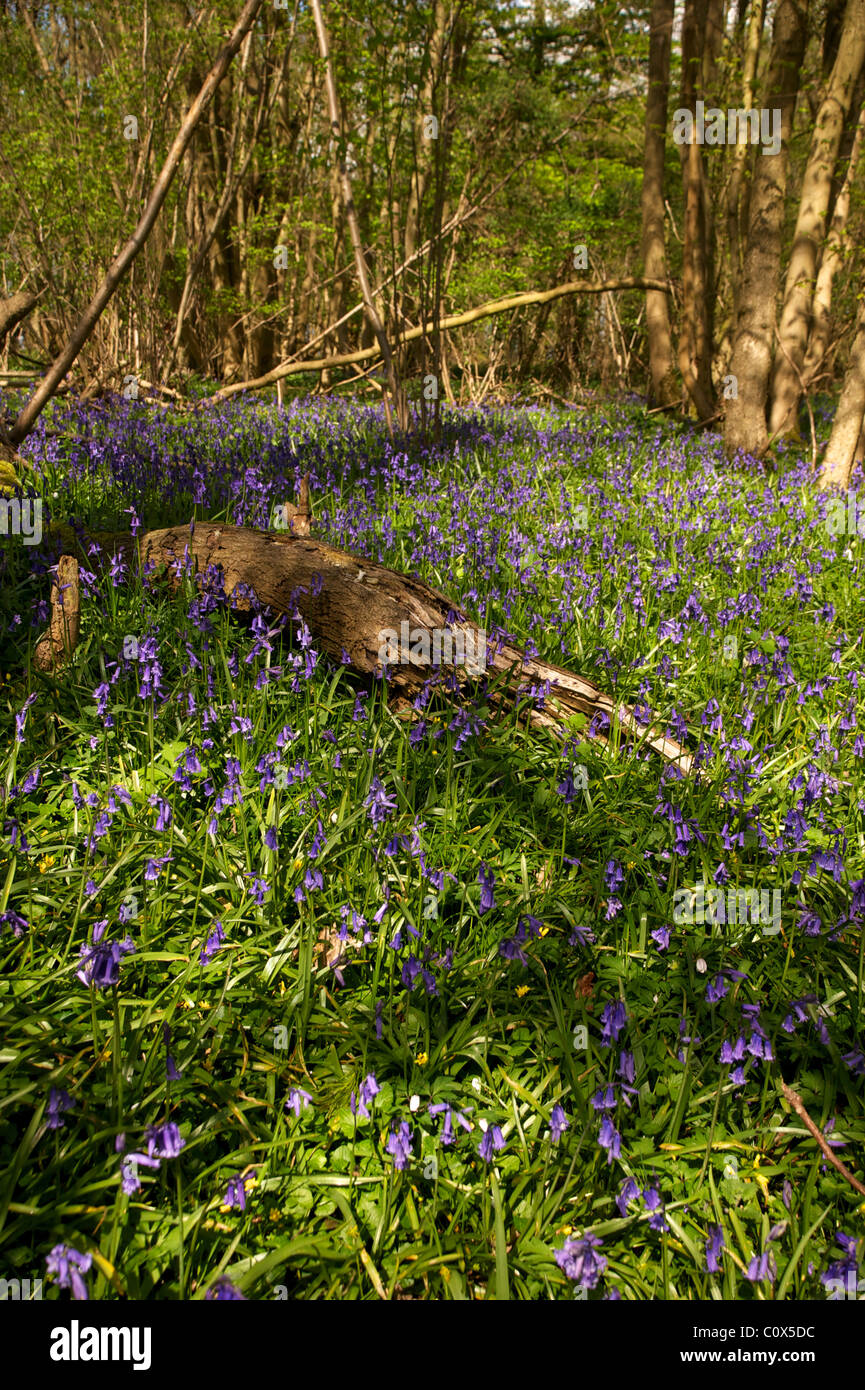 Wortham, Suffolk. Bluebell Woods in Suffolk Stock Photo - Alamy