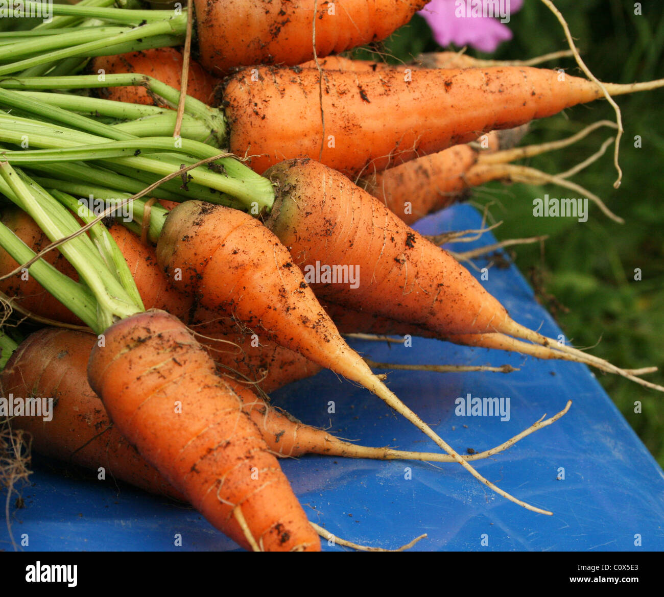 Garden carrots pulled from the garden on a blue chair Stock Photo - Alamy