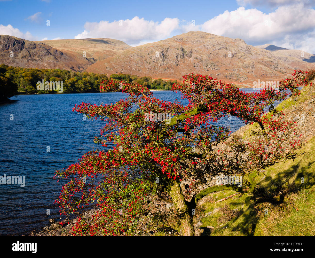 English national tree hi-res stock photography and images - Alamy