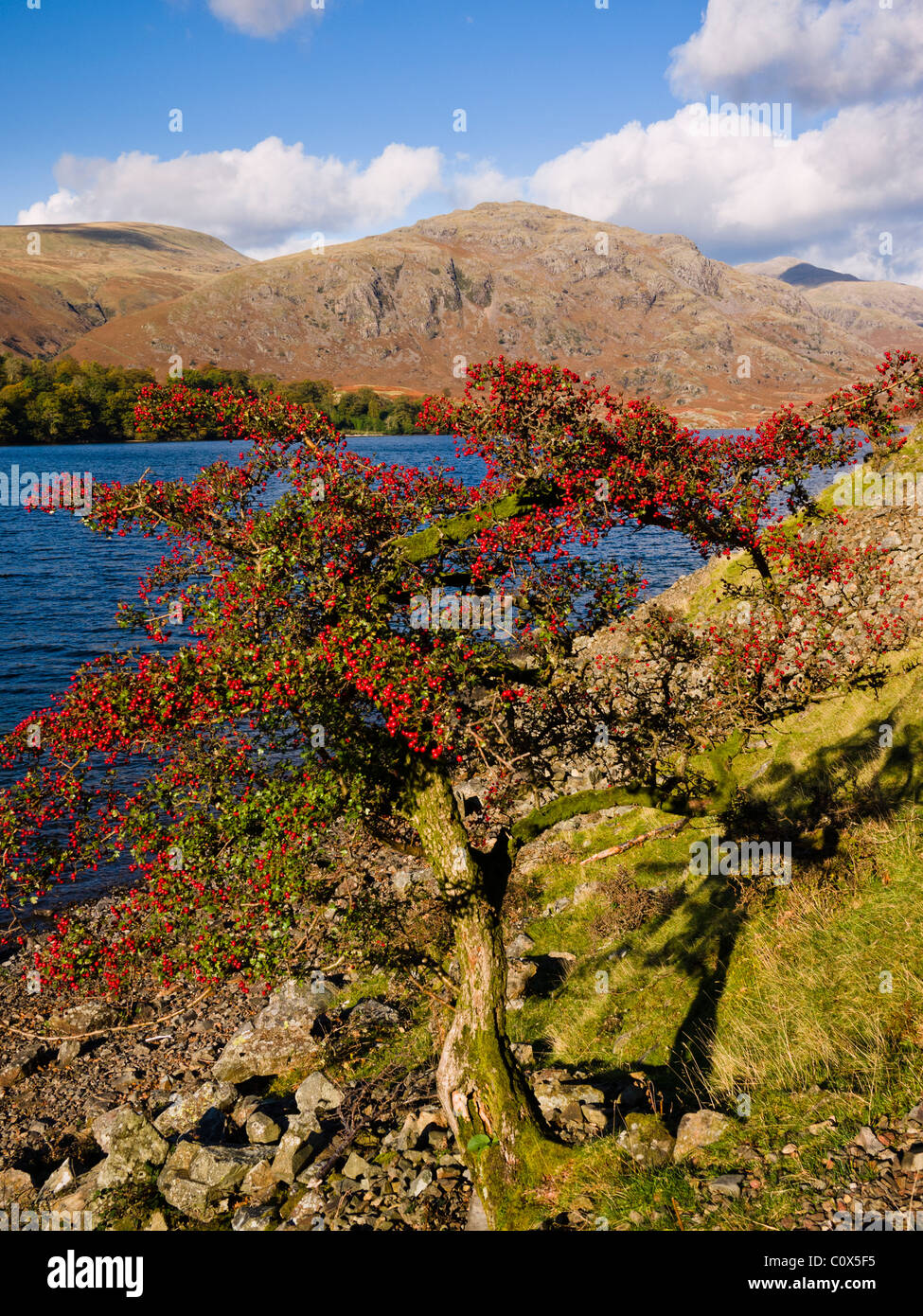 Hawthorn tree gb hi-res stock photography and images - Alamy