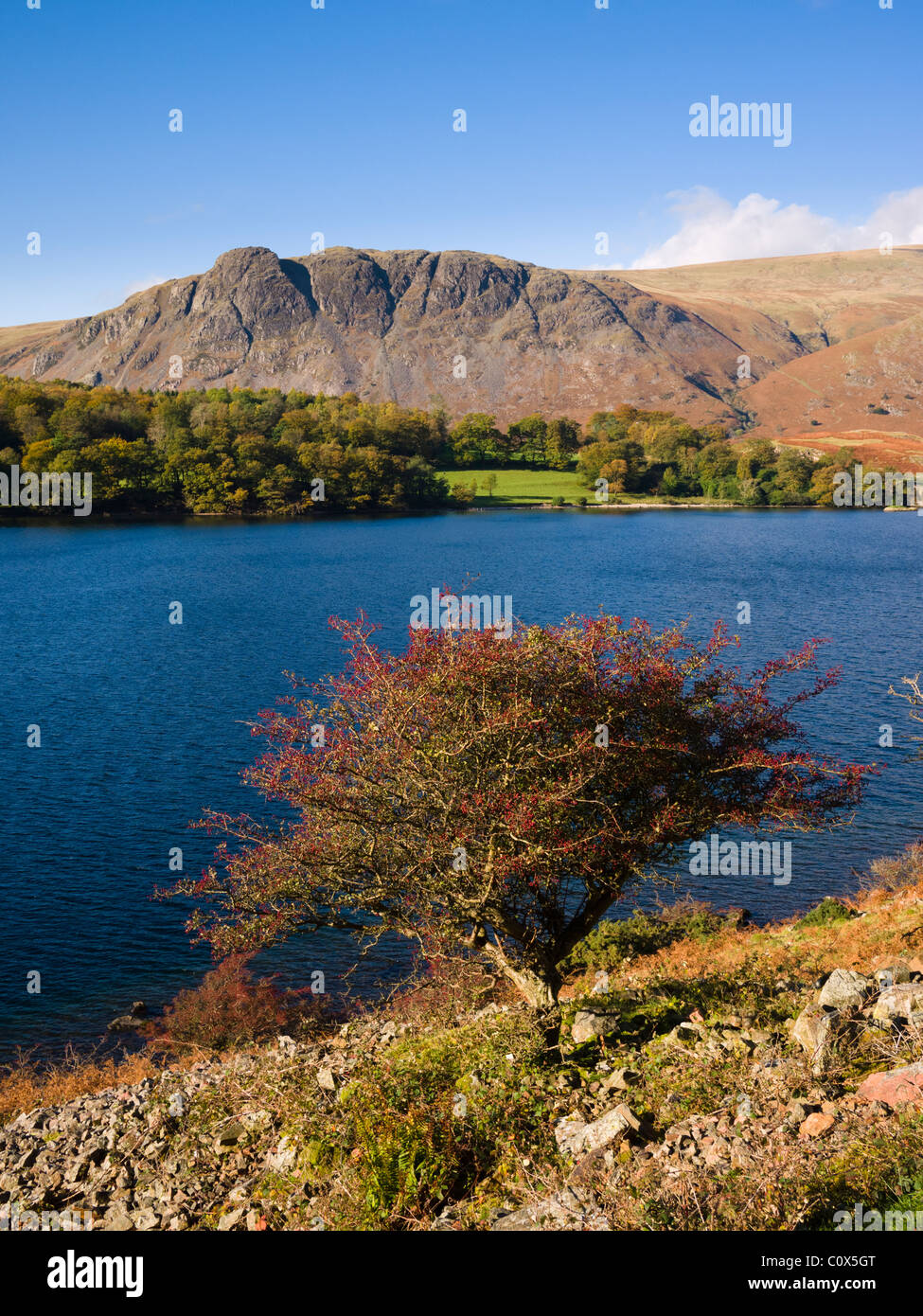 Tree site hi-res stock photography and images - Alamy