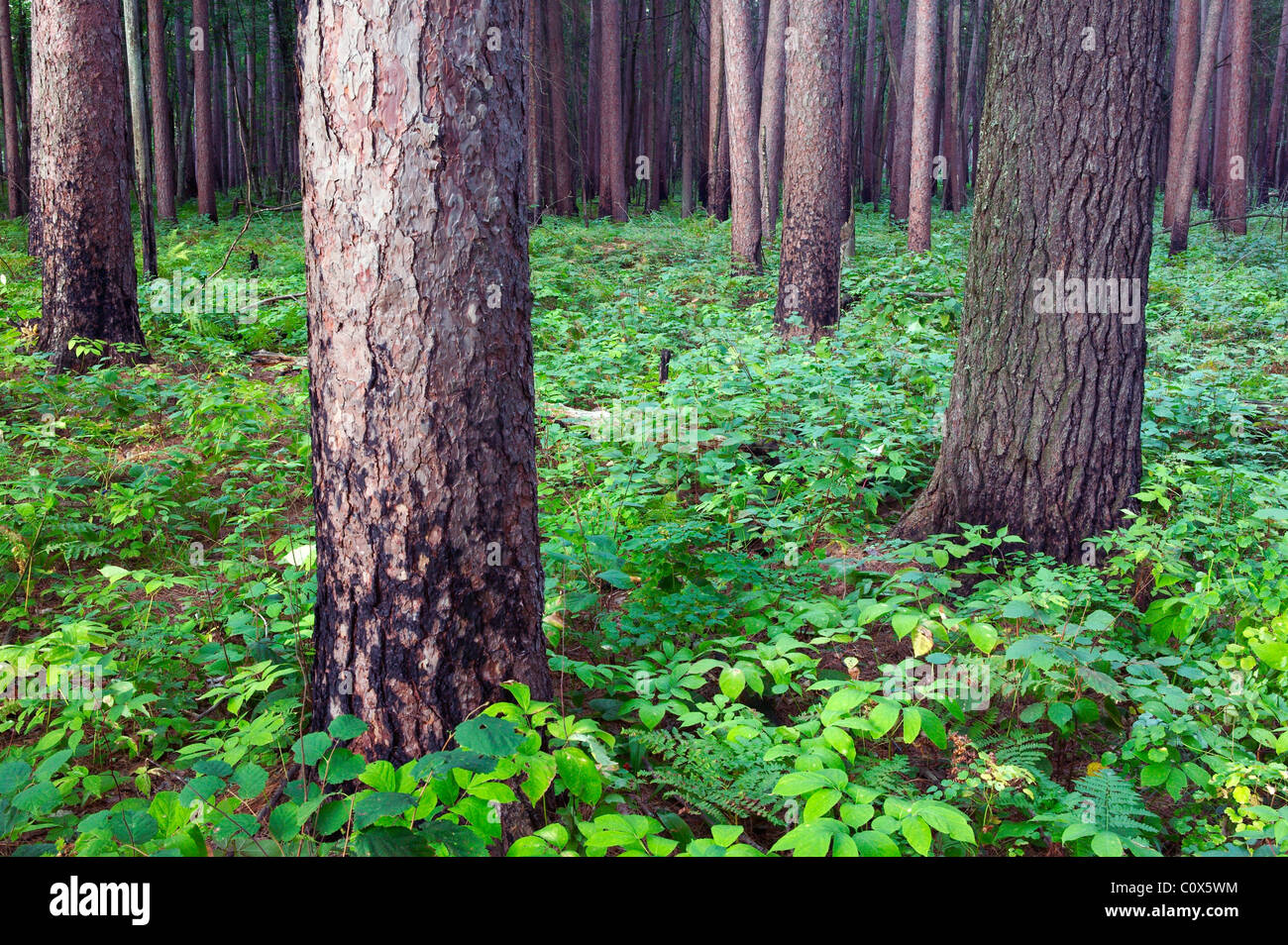 old growth red-white pine forest, Itaska Wilderness Scientific Natural ...