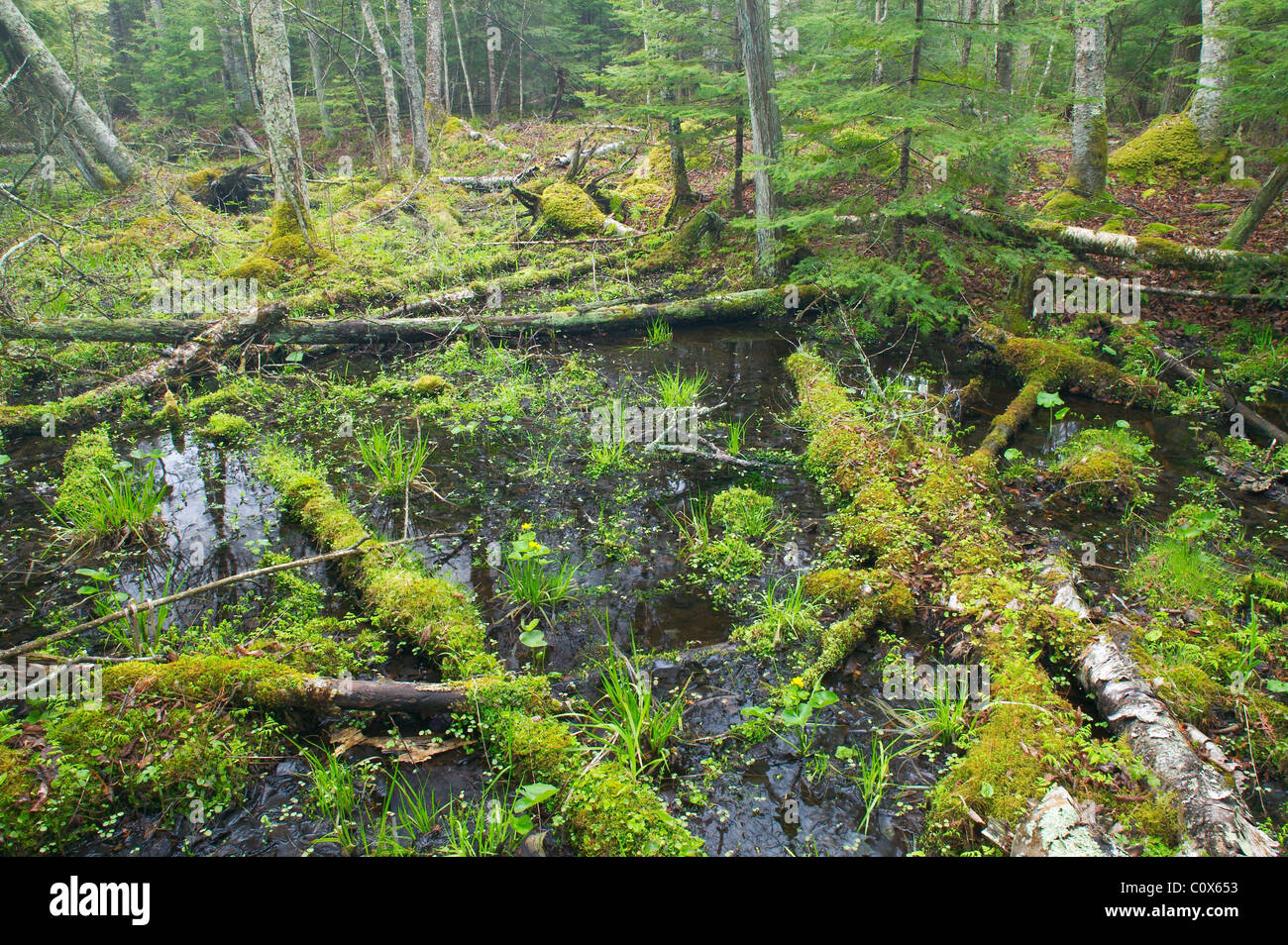 lowland between ridges, Shivering Sands Preserve (TNC), Door County ...