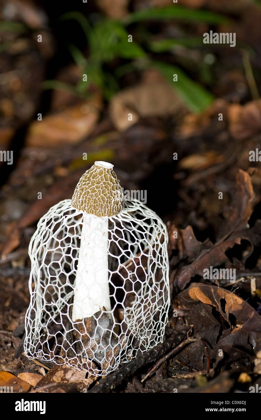 Phallus indusiatus forest hi-res stock photography and images - Alamy