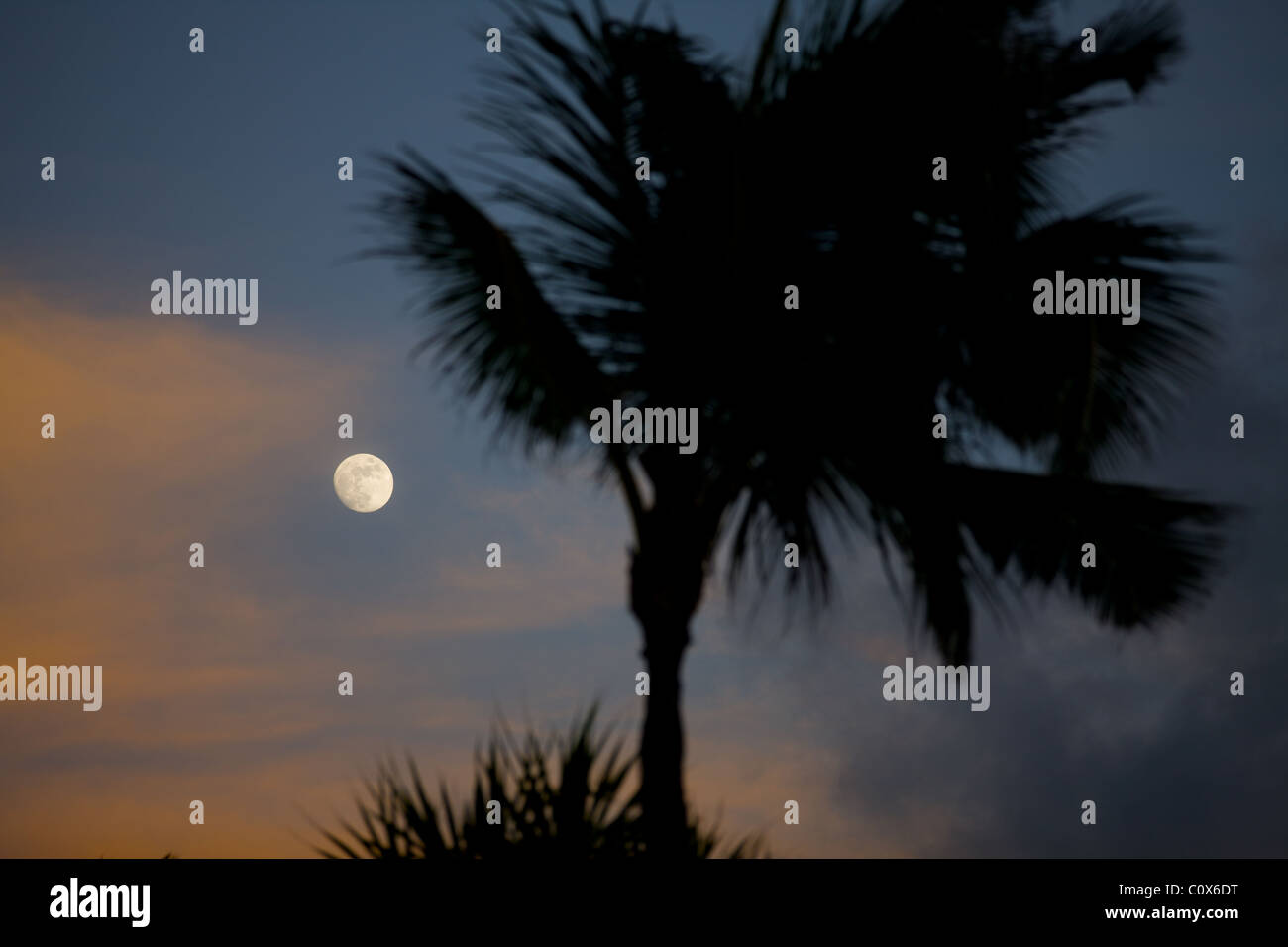 Moon with palm tree hi-res stock photography and images - Alamy