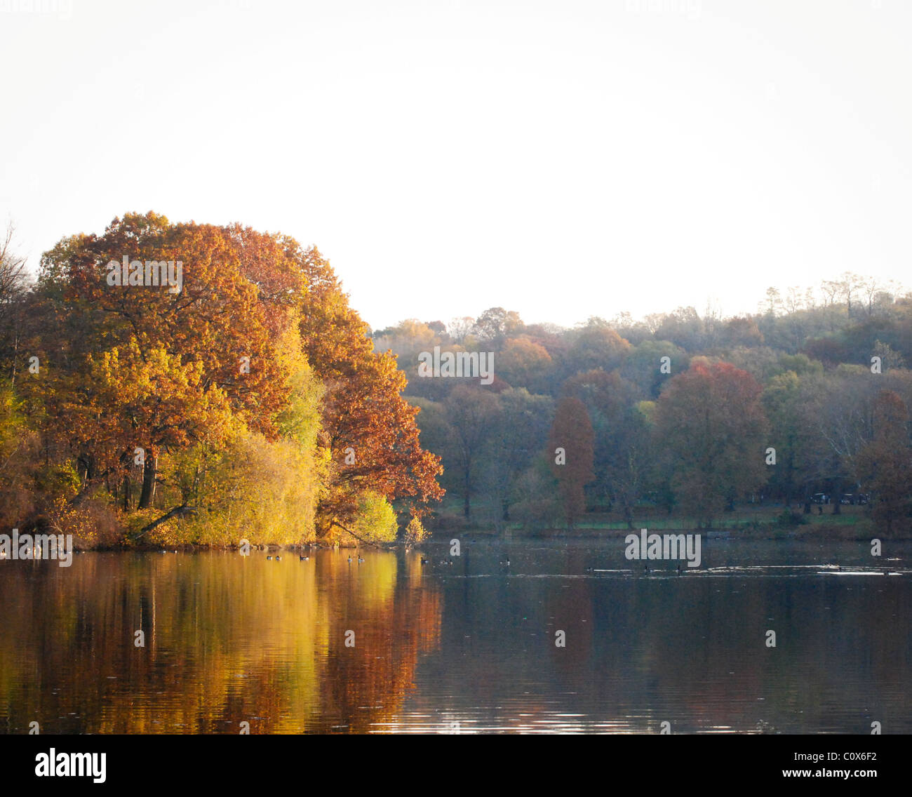 Fall Tree, Van Cortlandt Park, Bronx Stock Photo - Alamy