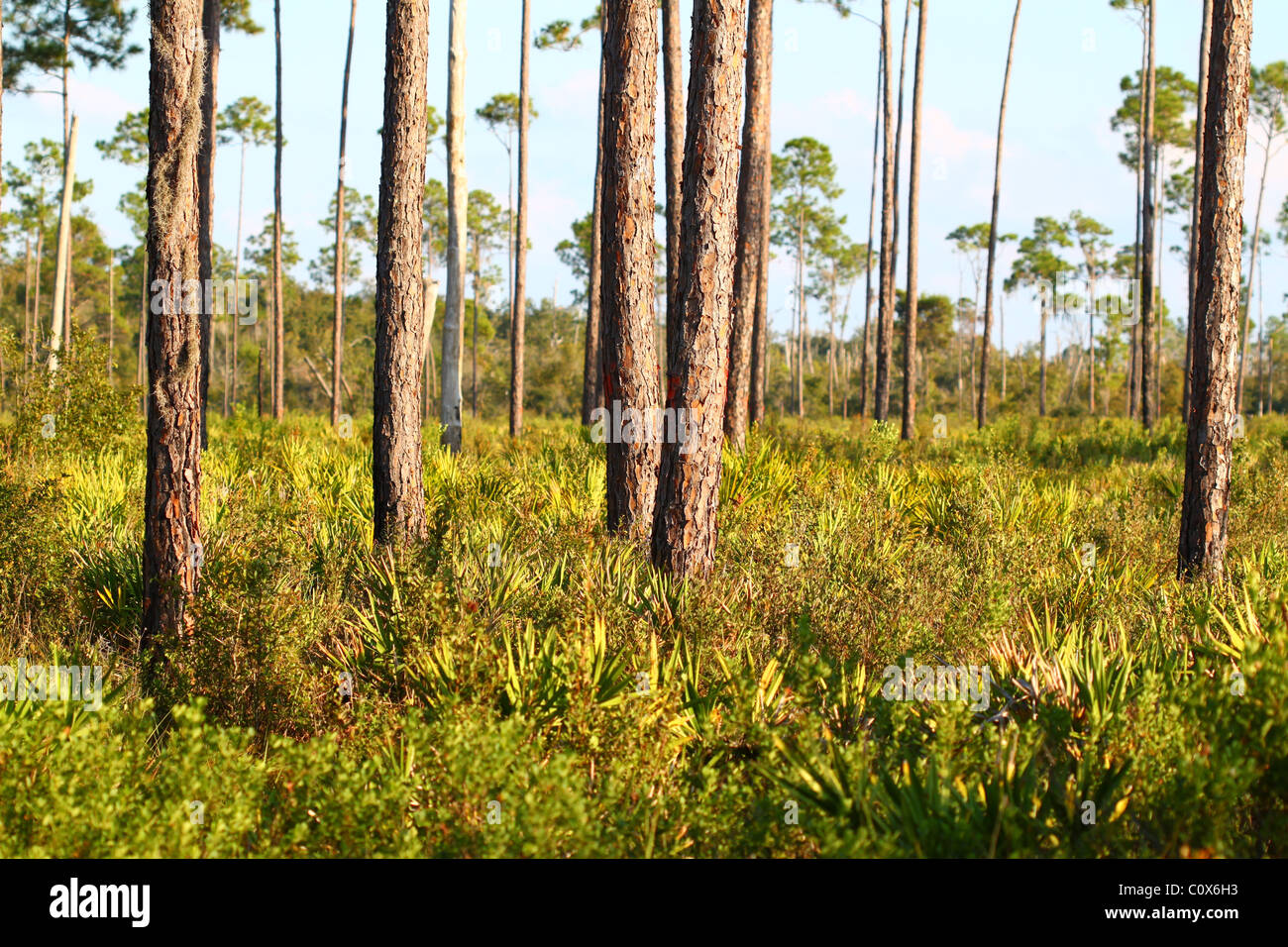 Florida flatwoods landscape hi-res stock photography and images - Alamy