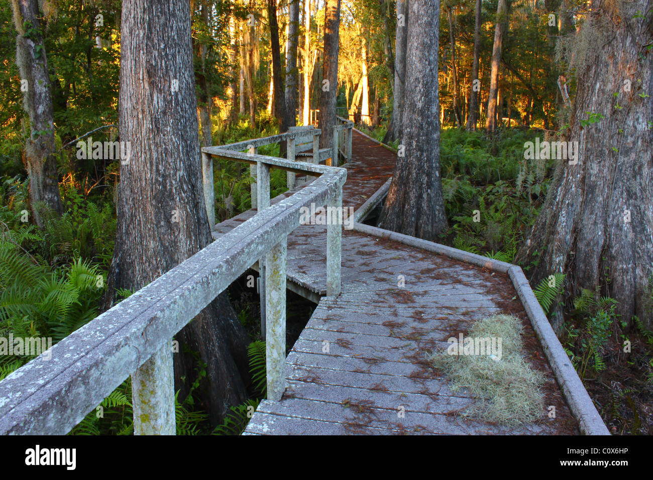 Swamp Boardwalk - Florida Stock Photo - Alamy