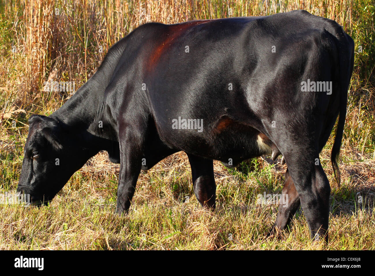 Florida farming hi-res stock photography and images - Alamy