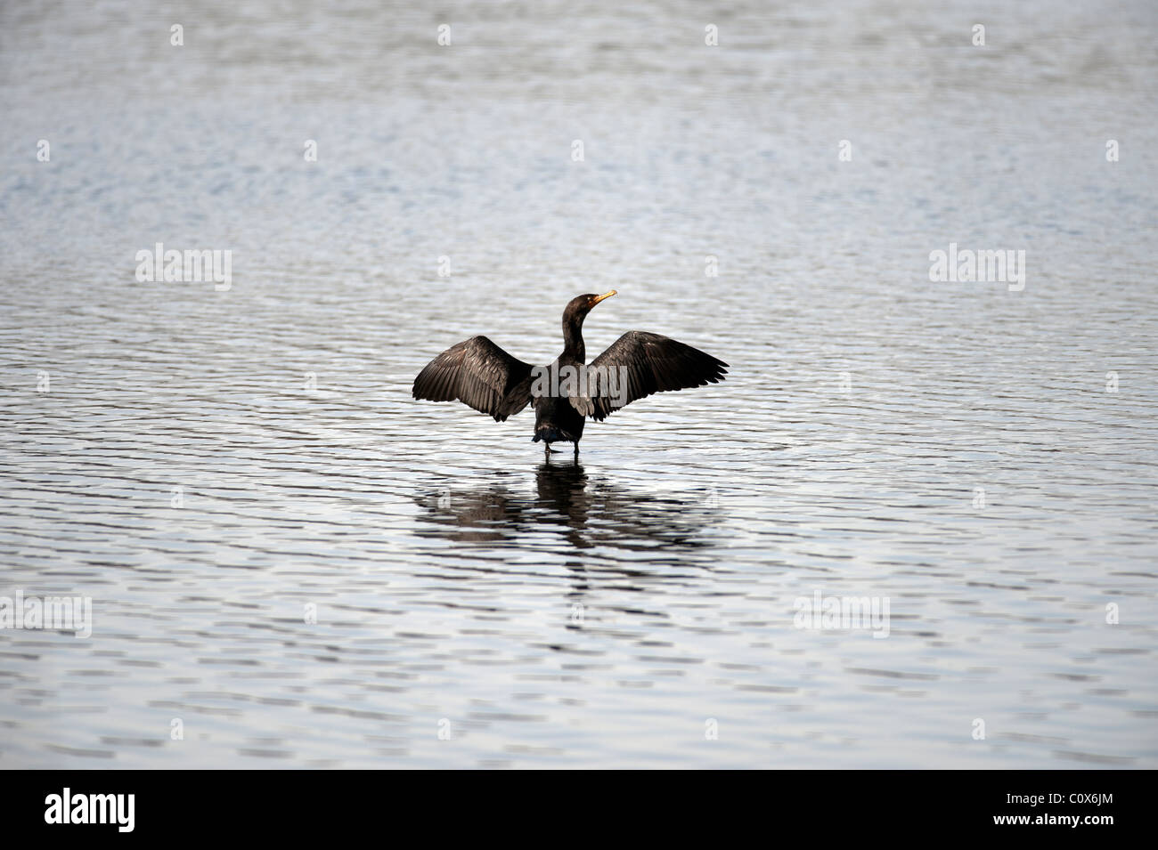 Lake cormorant bird wildlife hi-res stock photography and images - Alamy