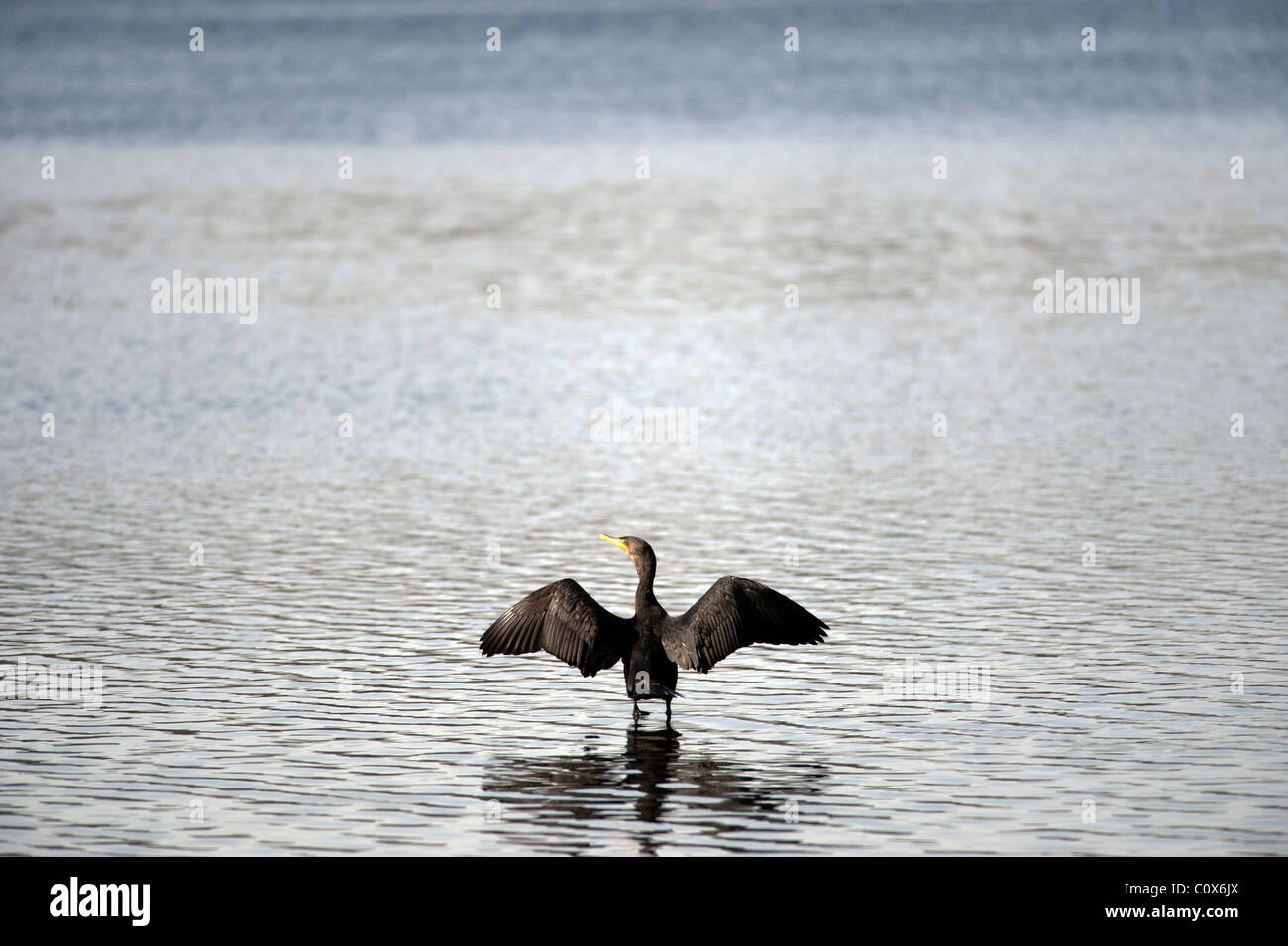 Lake cormorant bird wildlife hi-res stock photography and images - Alamy