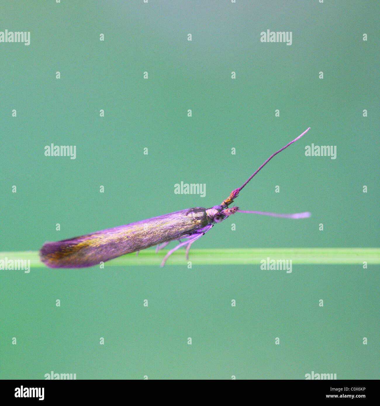 Moth sitting outdoors hi-res stock photography and images - Alamy