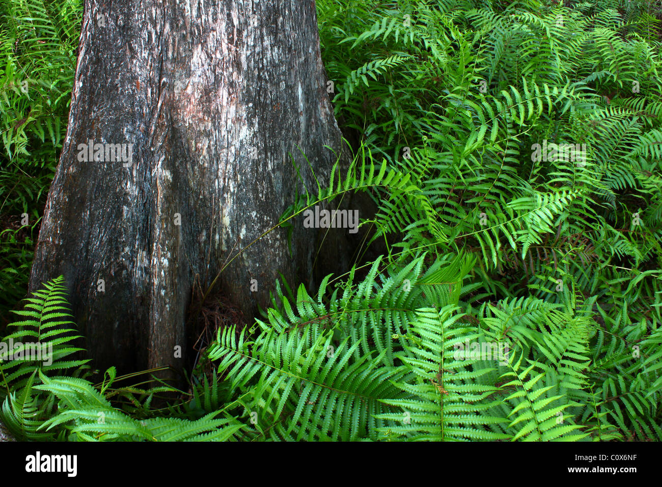 Ferns of Florida Stock Photo - Alamy