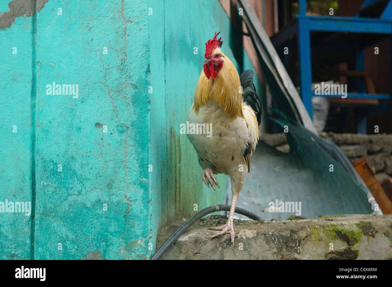rooster on one leg in the Annapurna region of Nepal Stock Photo - Alamy