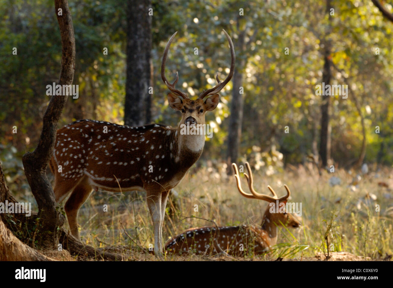 Spotted deer stag india hi-res stock photography and images - Alamy