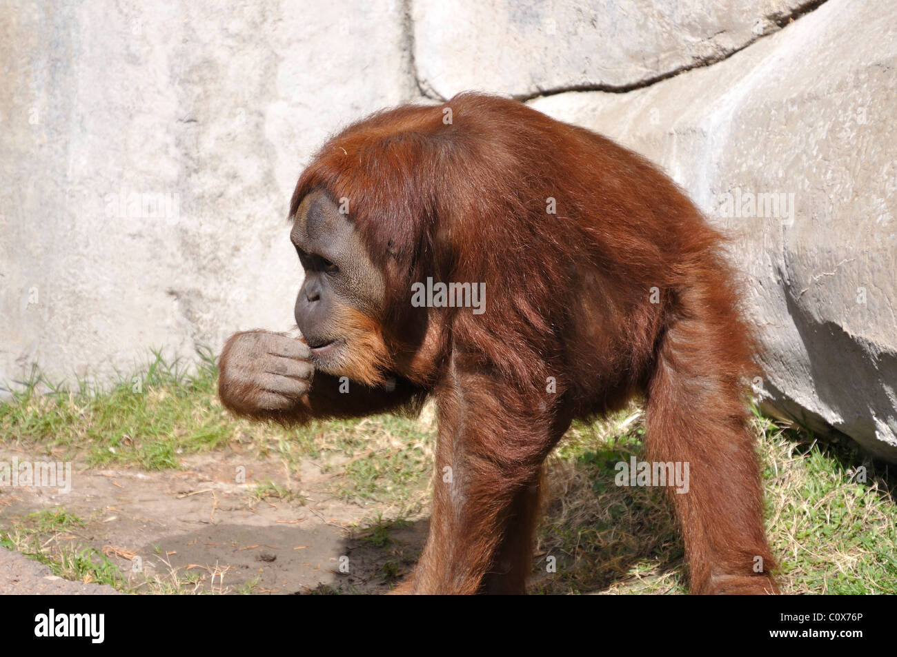 Ponginae pongo hi-res stock photography and images - Alamy