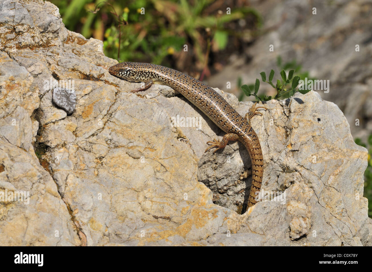 Greek Lizard basking Stock Photo - Alamy