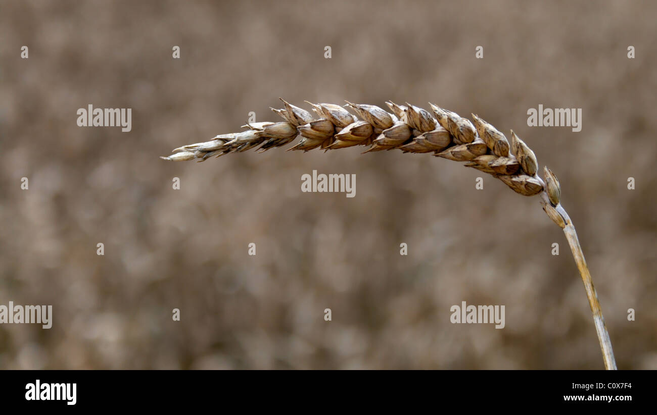 Single wheat seed hi-res stock photography and images - Alamy