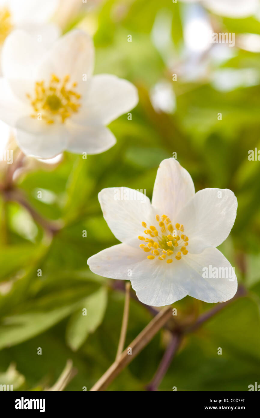 White anemone macro close up in nature Stock Photo - Alamy