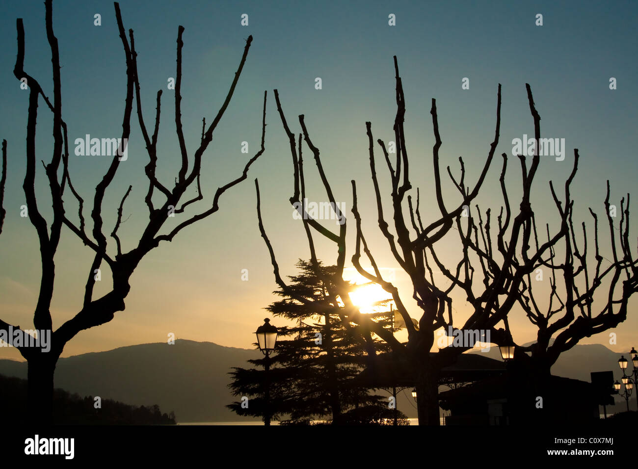 Old tree silhouette on blue sky close up Stock Photo - Alamy