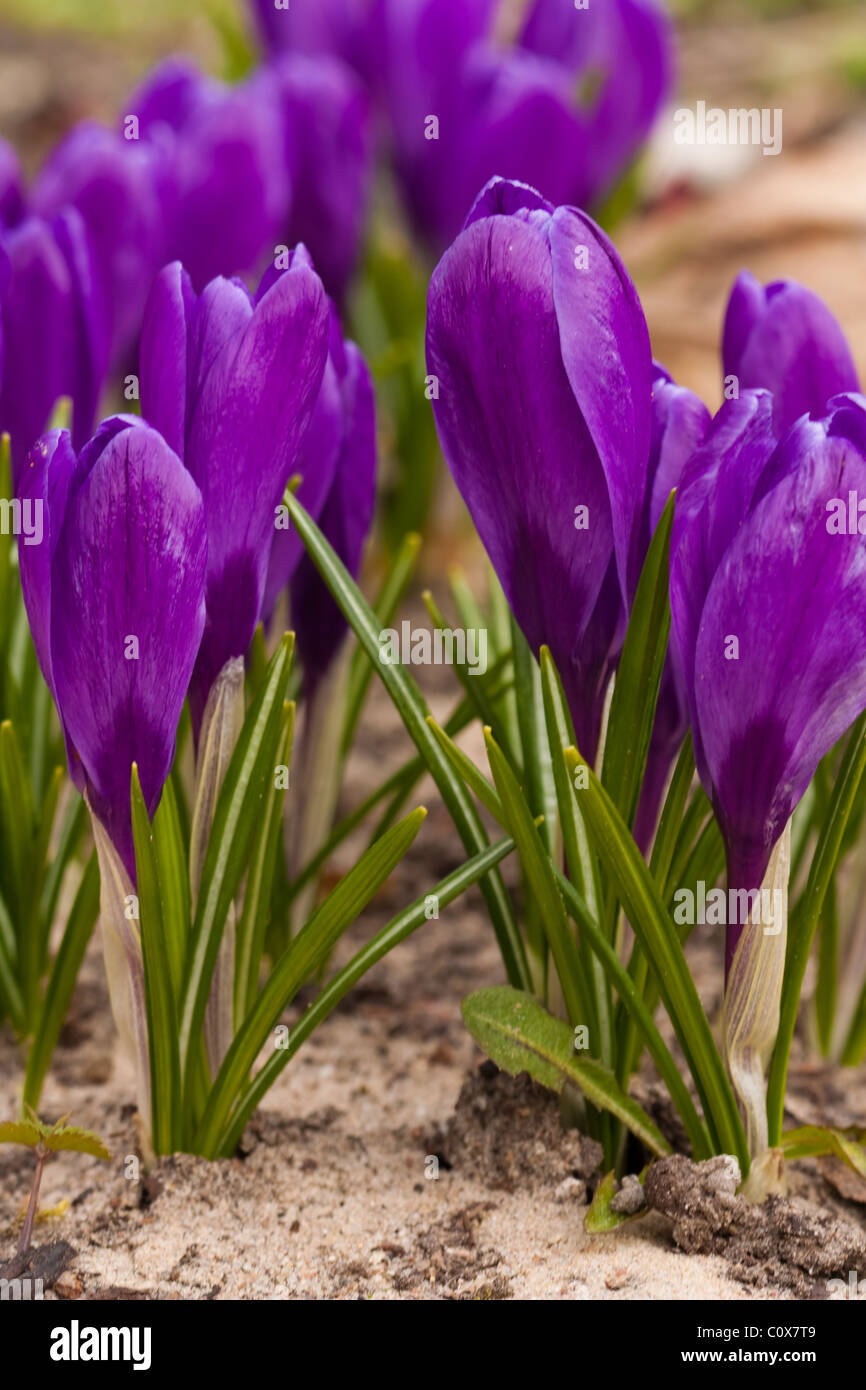 Violet crocus in green nature vlose up Stock Photo - Alamy