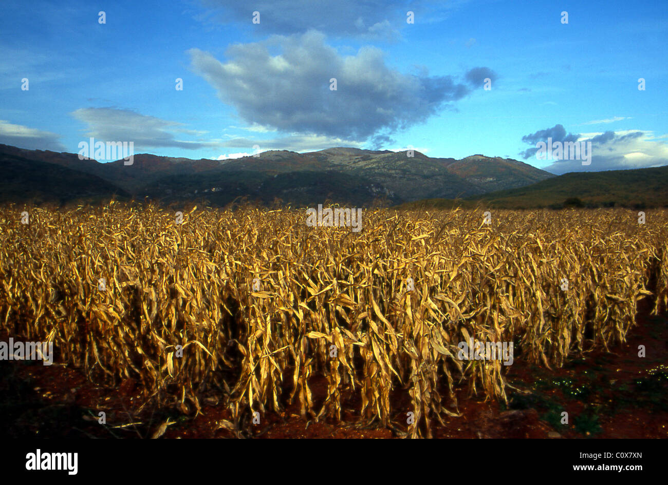 Vitsi greece hi-res stock photography and images - Alamy