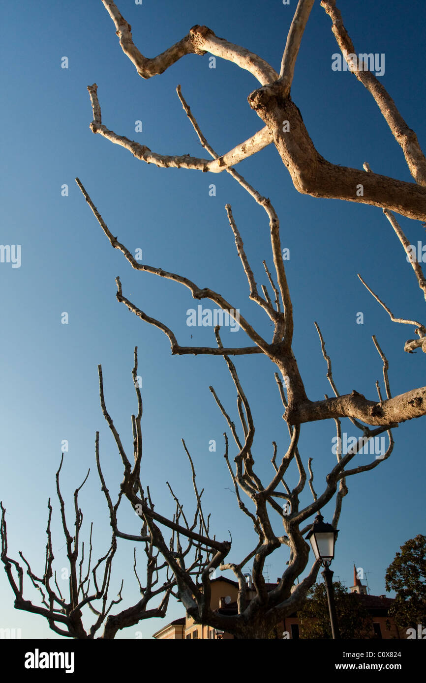 Old tree silhouette hi-res stock photography and images - Alamy