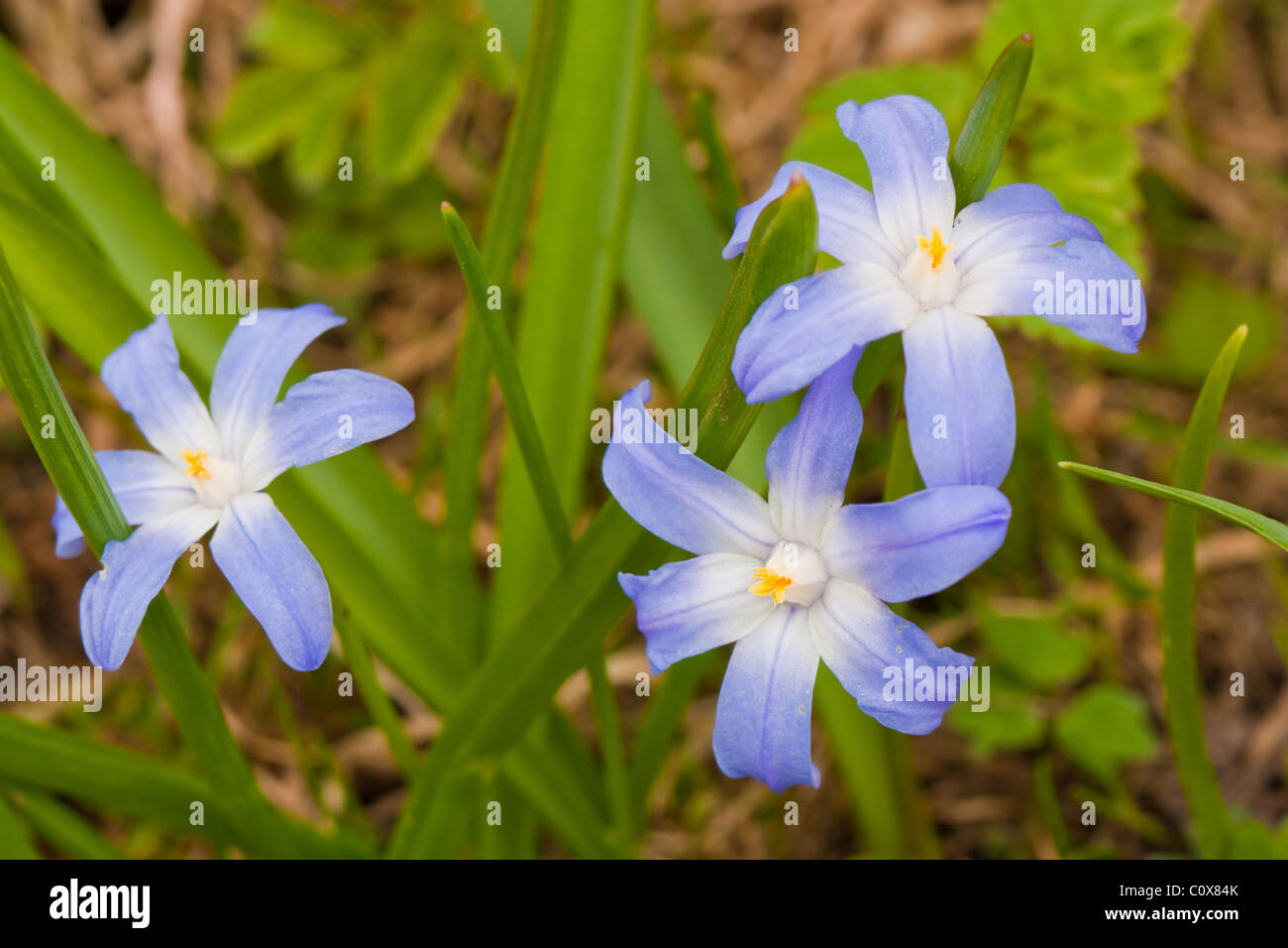 Siberian squill (Scilla siberica) flower macro close up in nature Stock ...