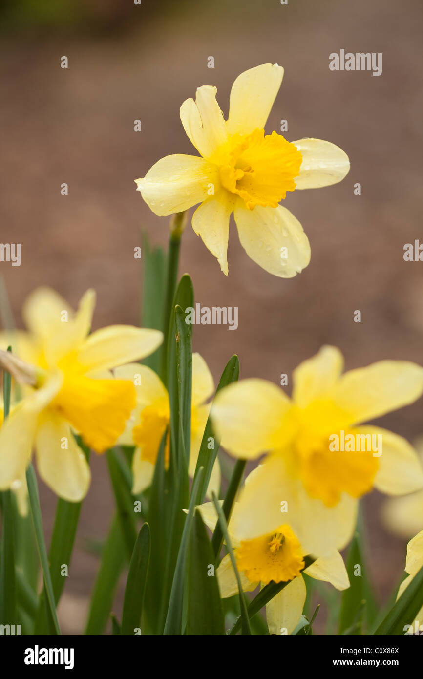 Yellow daffodil close up in nature close up Stock Photo - Alamy